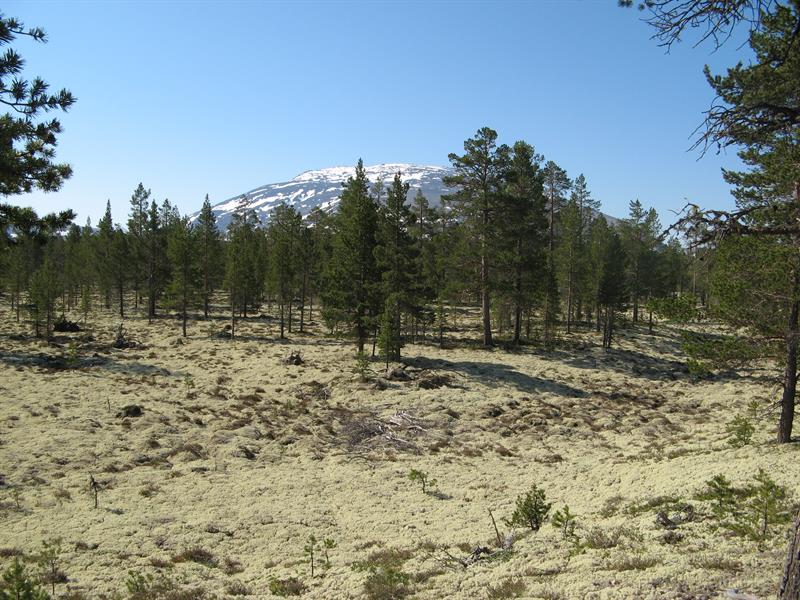 Ripan nature reserve - Explore Trøndelag