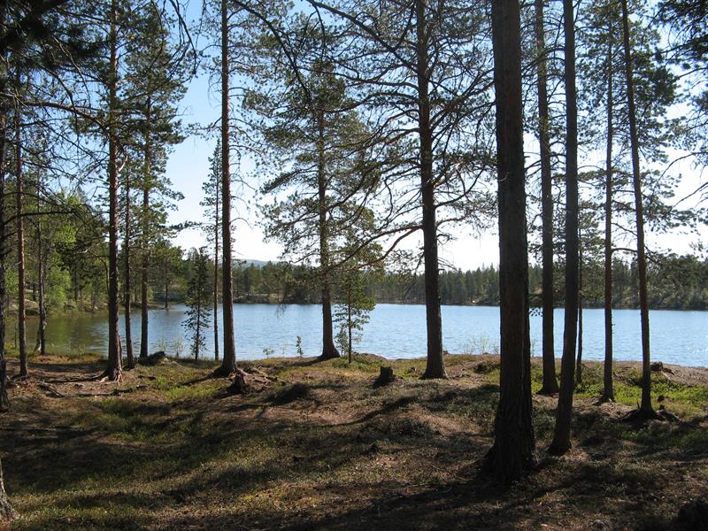 Ripan nature reserve - Explore Trøndelag