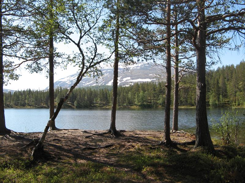 Ripan nature reserve - Explore Trøndelag