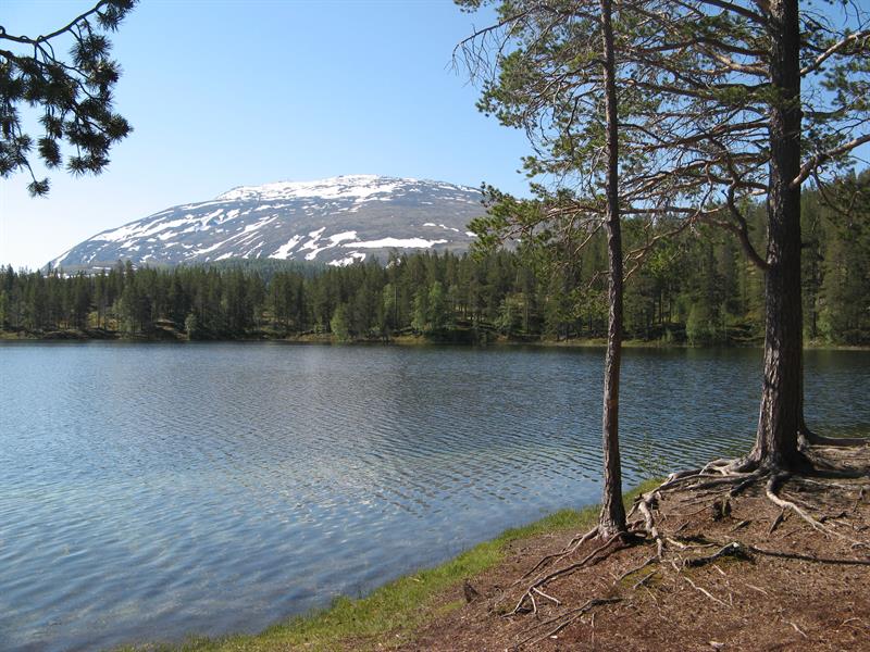Ripan nature reserve - Explore Trøndelag