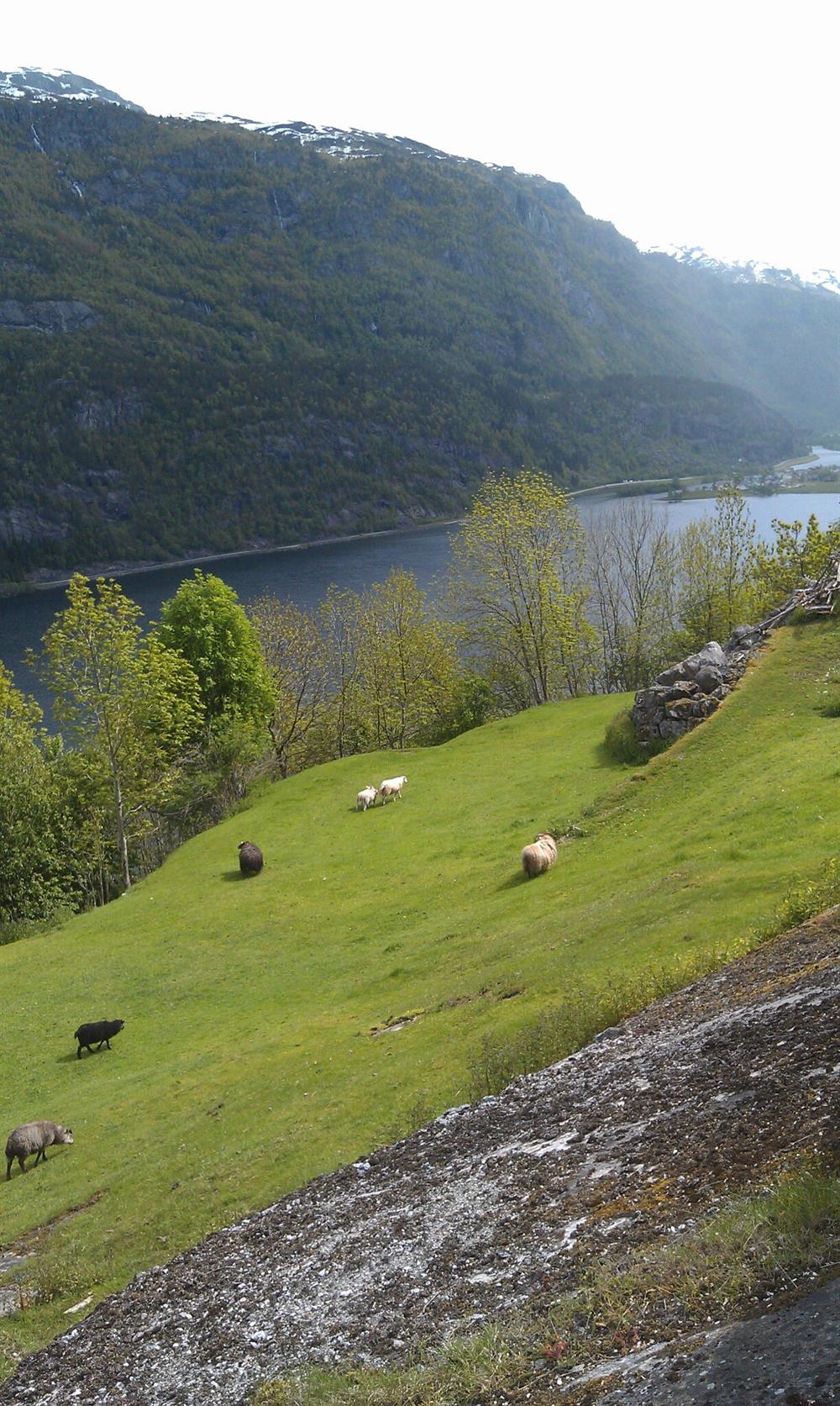 Hardanger | Strand - Sandvin