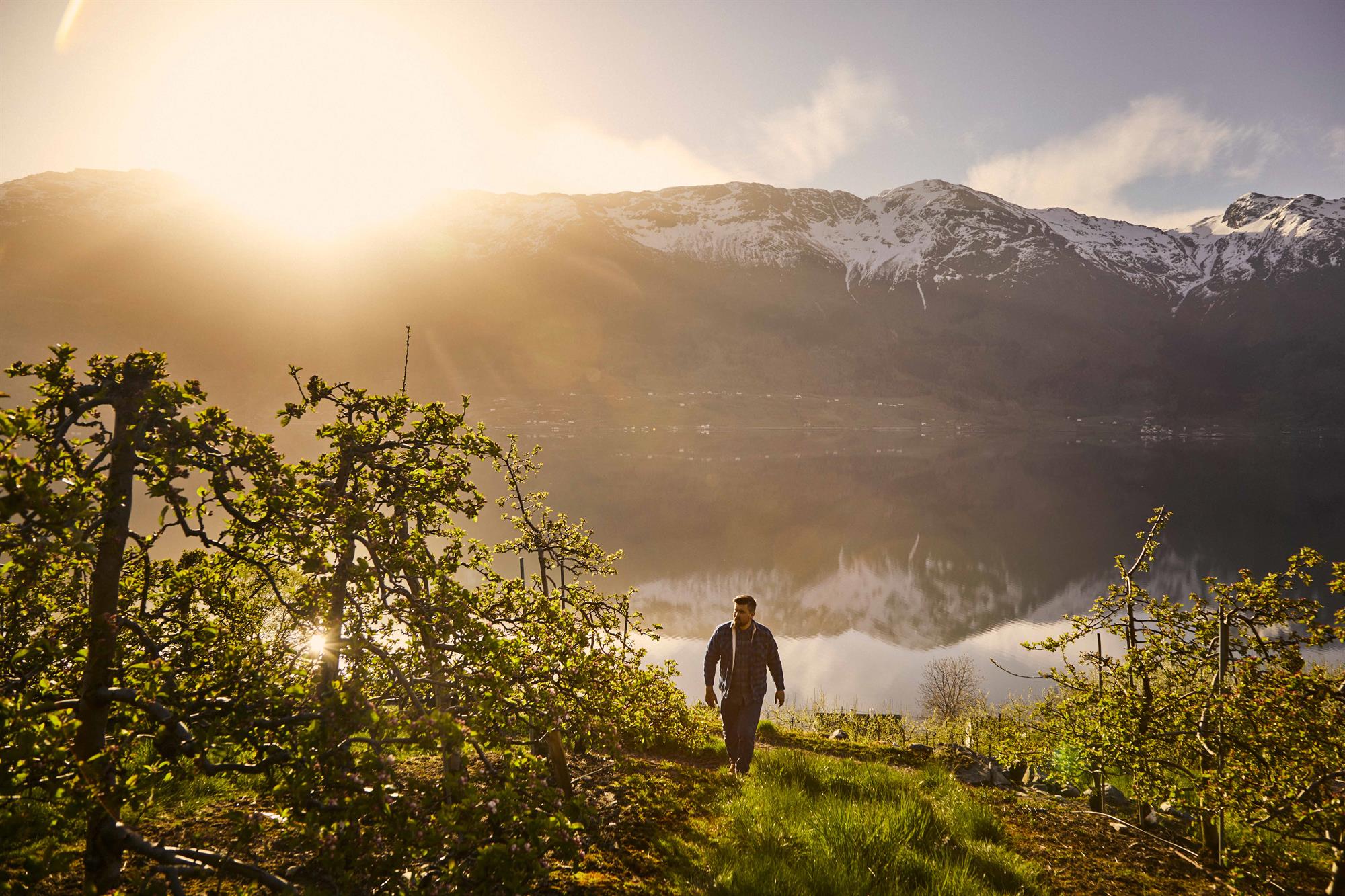 Hardanger | Alde cider
