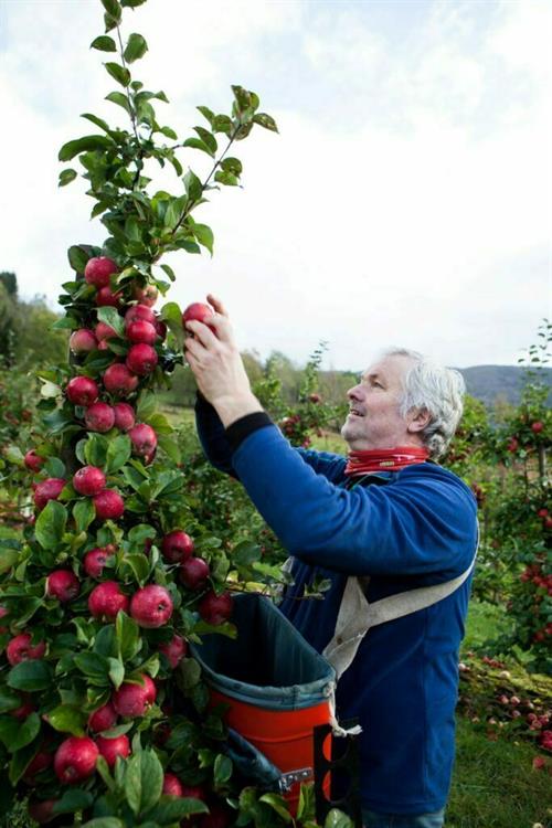 Hardanger | Fruit and Cider route, Ulvik
