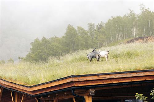 Hardanger | Norwegian Nature Center - Hardanger