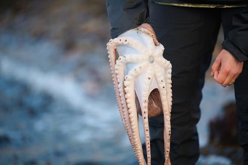 Hardanger | Iris Expedition Dining - Salmon Eye Floating Restaurant