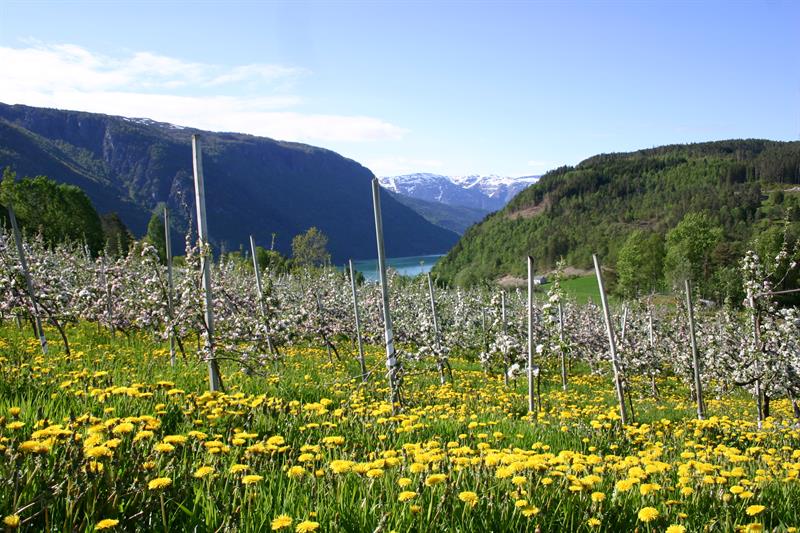 Hardanger | Hardanger Saft og Siderfabrikk