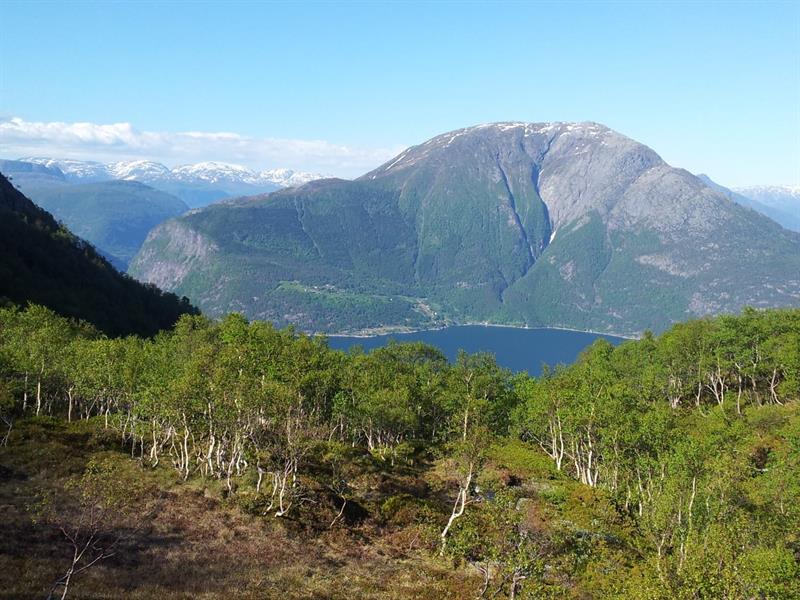 Hardanger | Oksen