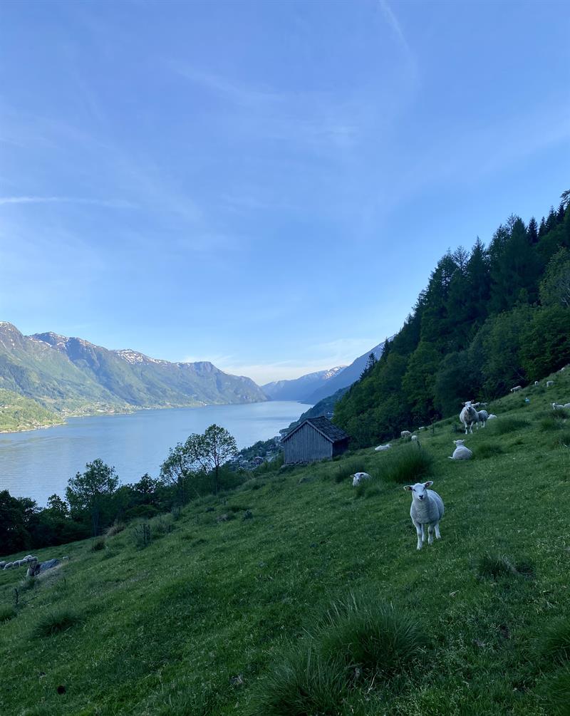 Hardanger | Aga Sideri